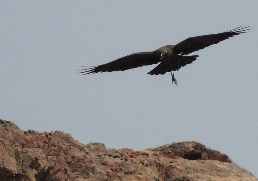 Birding around Rabigh | Focusing on Wildlife