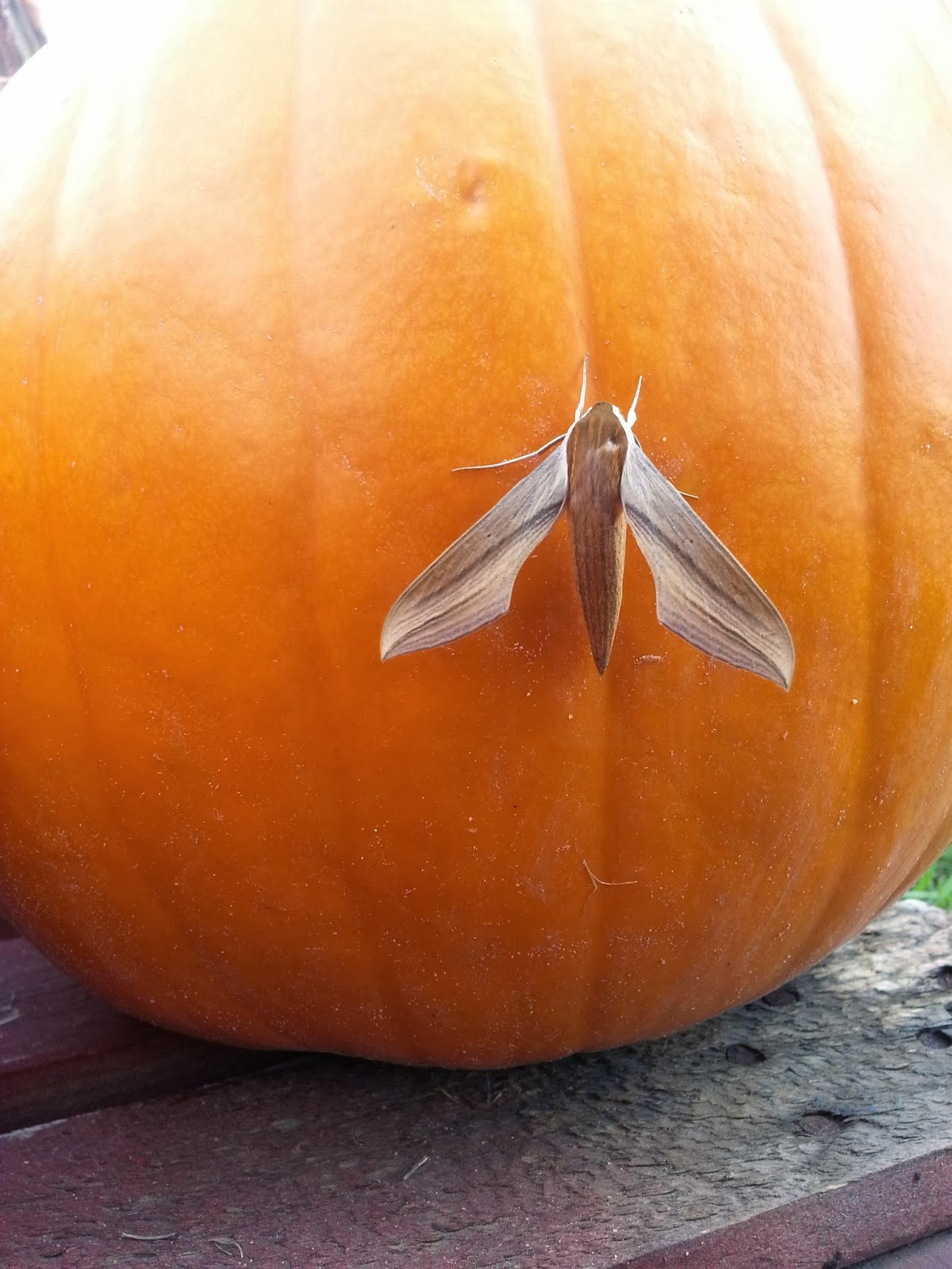 Rockhounding Around: Can you help me figure out this moth on a pumpkin?