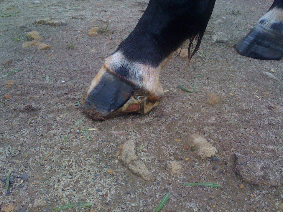 The Glorious Hoof: Asha - hoof injury rehab.