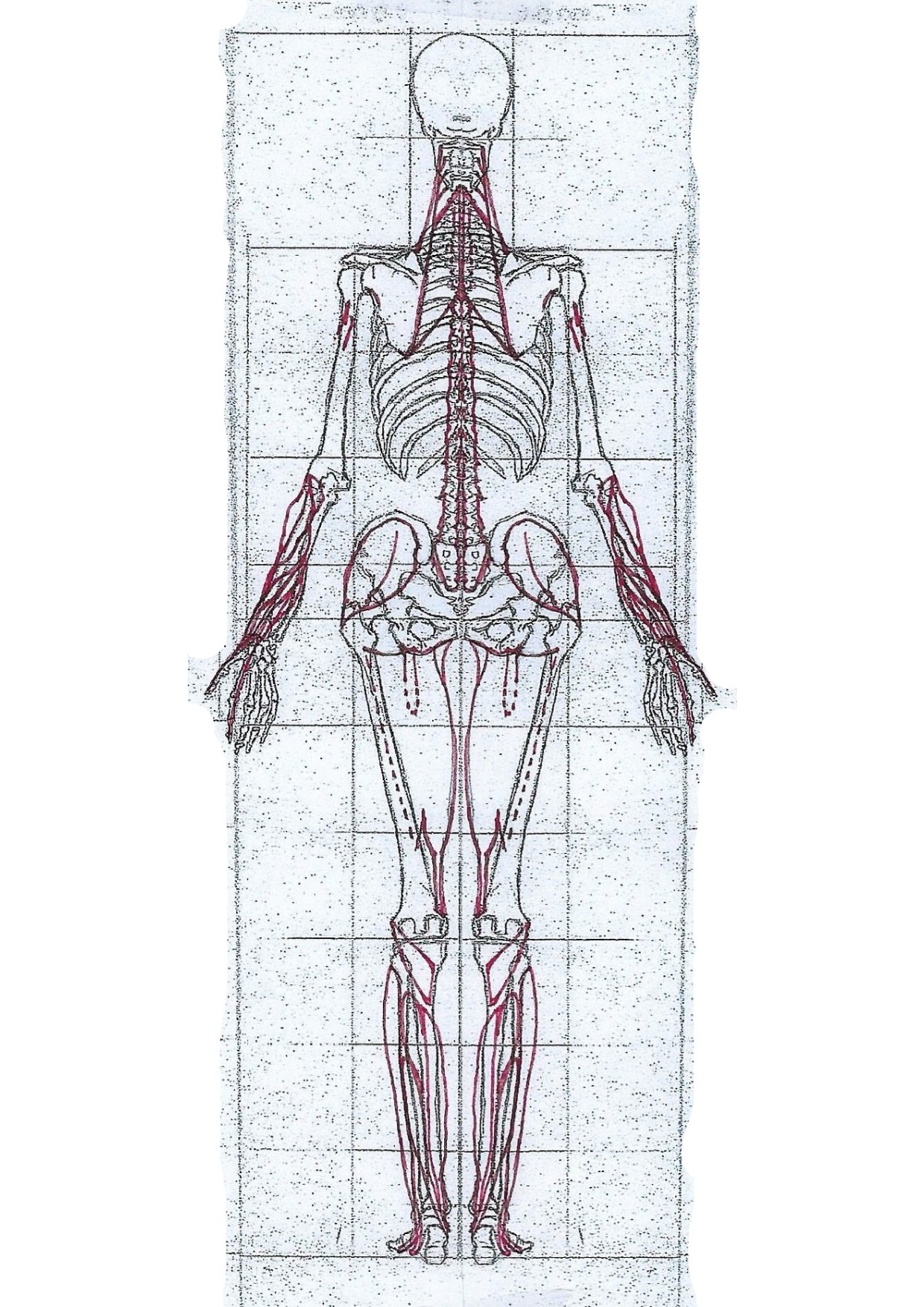 Artistic Anatomy Glasgow: Grid Gym: advanced female surface anatomy ...