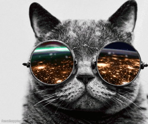 The Healing Power Of Cats Purrs Psychedelic Adventure