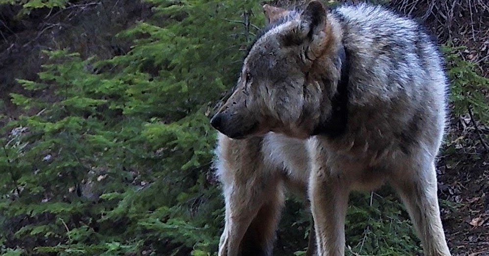 Kids4Wolves: Glimpses of an Extraordinary Old Wolf