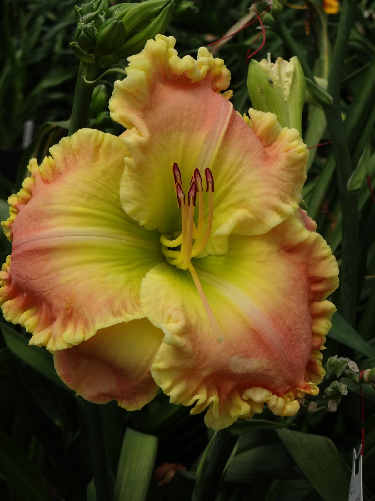 Great color in daylilies! | Defining what IT is... | a girl and her ...
