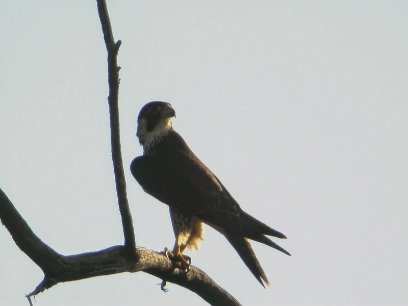 Aves de Marbella: Alcotán en Marbella.