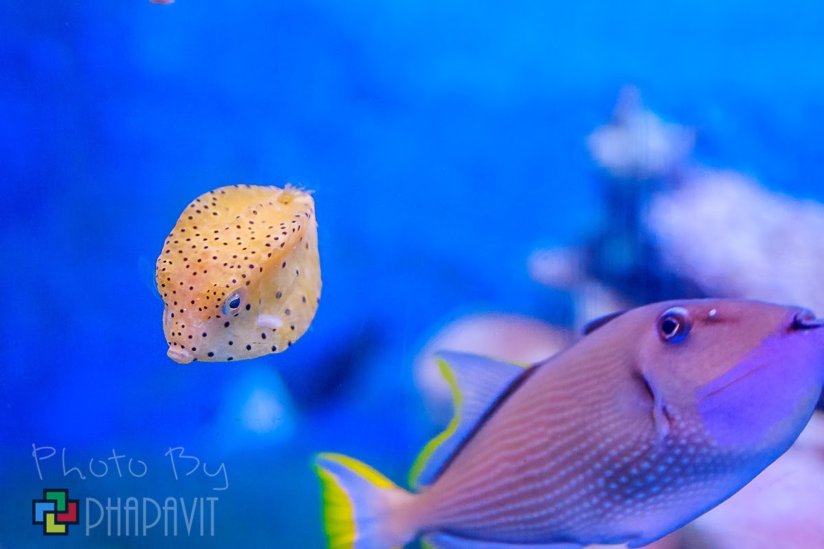 ปลาหมอทะเลยักษ์ พิพิธภัณฑ์สัตว์น้ำบางแสน - ที่เที่ยวบล็อก