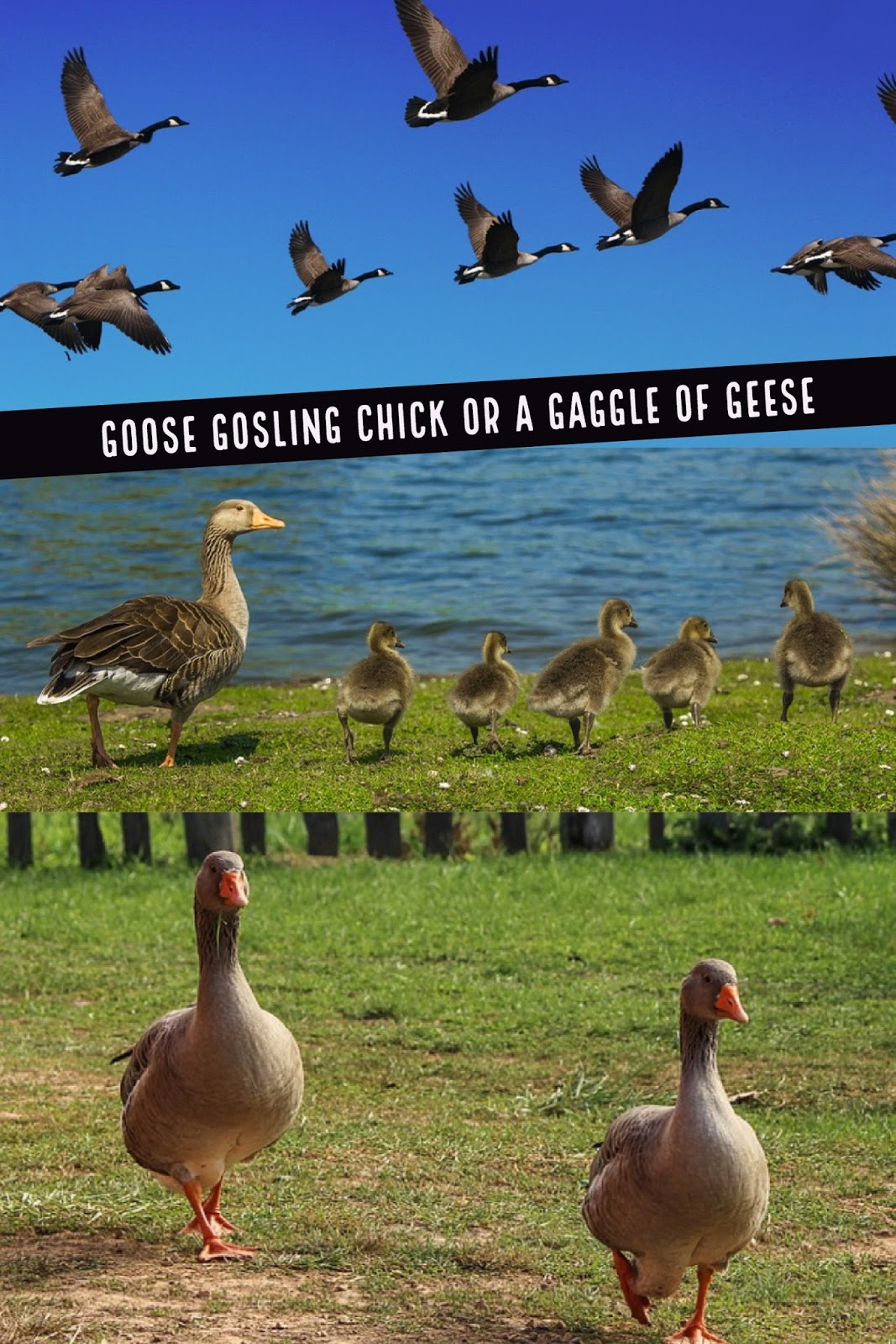 Why Do We Get Goosebumps When Cold or Afraid?