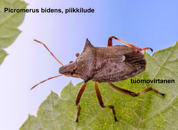 tuomovirtanen: Suomen luteet-Heteroptera-Bugs of Finland