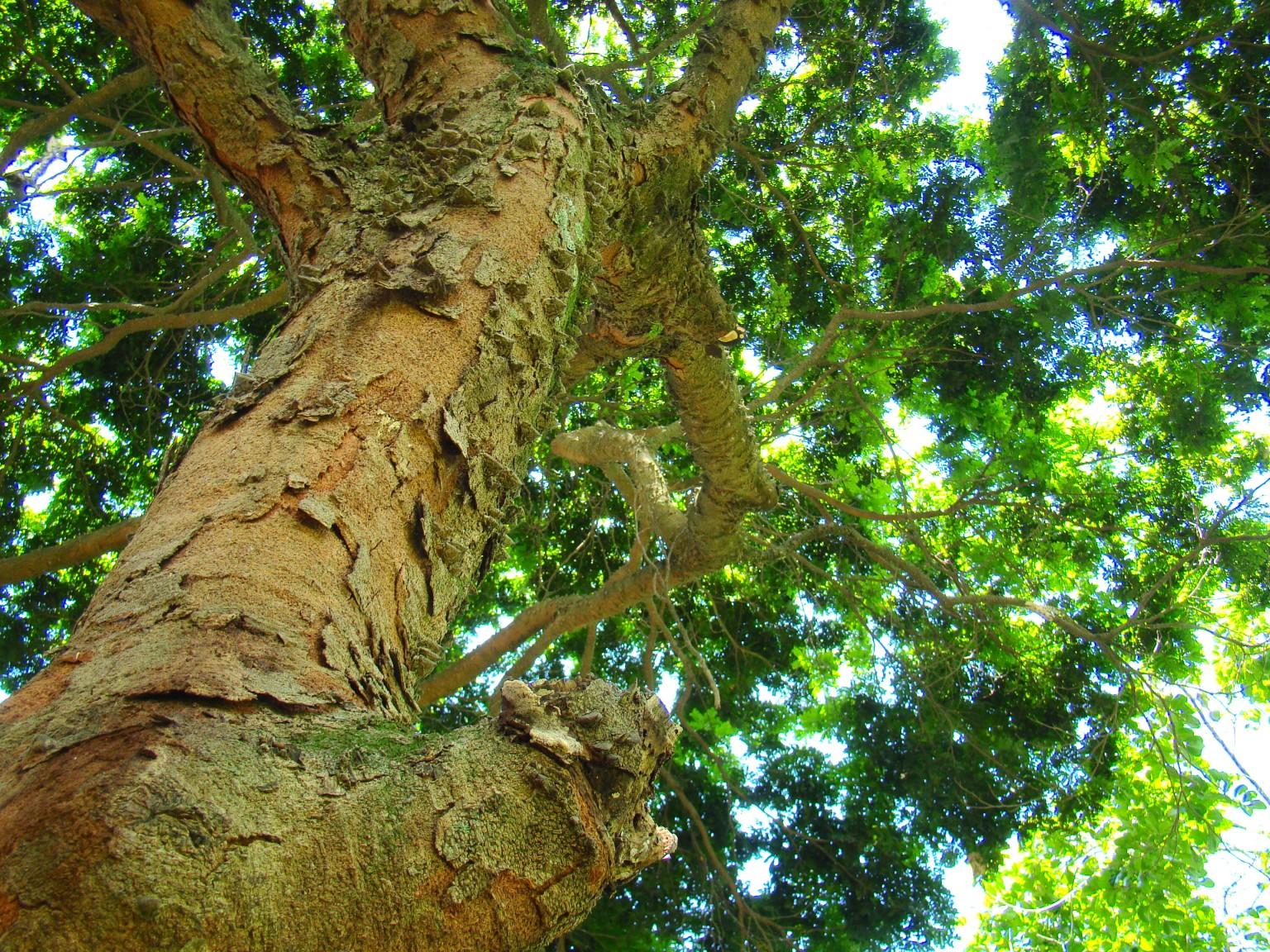 Pau-Brasil (Caesalpinia echinata)