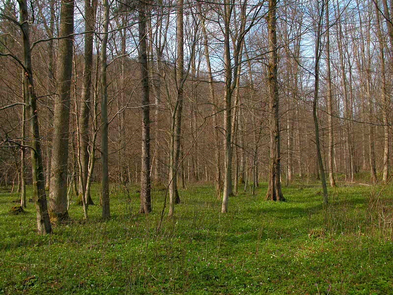 Na Pogórzu...: Turnica od turów?