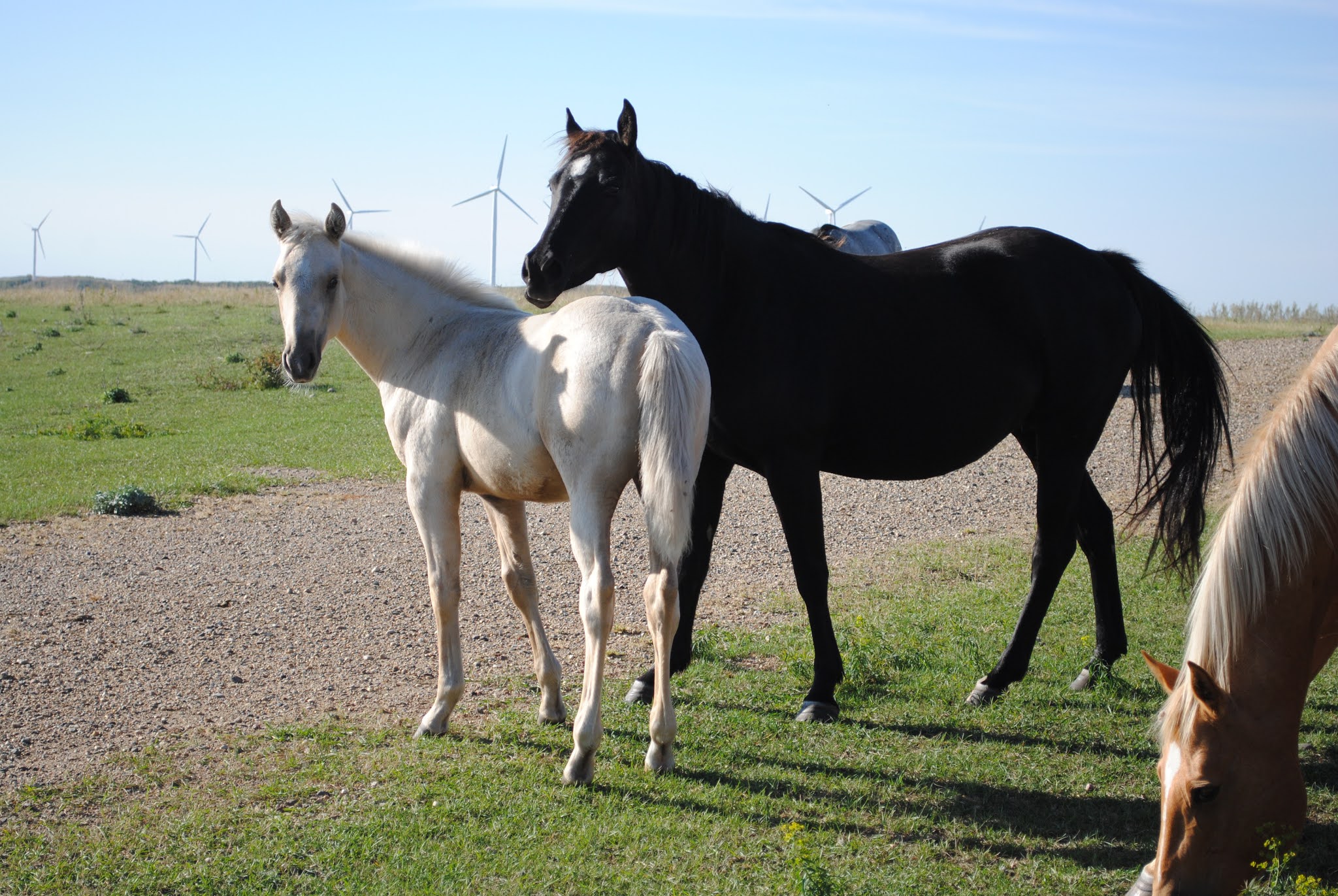RPony Registered Quarter Horses at Spring Lake Ranch: Sold