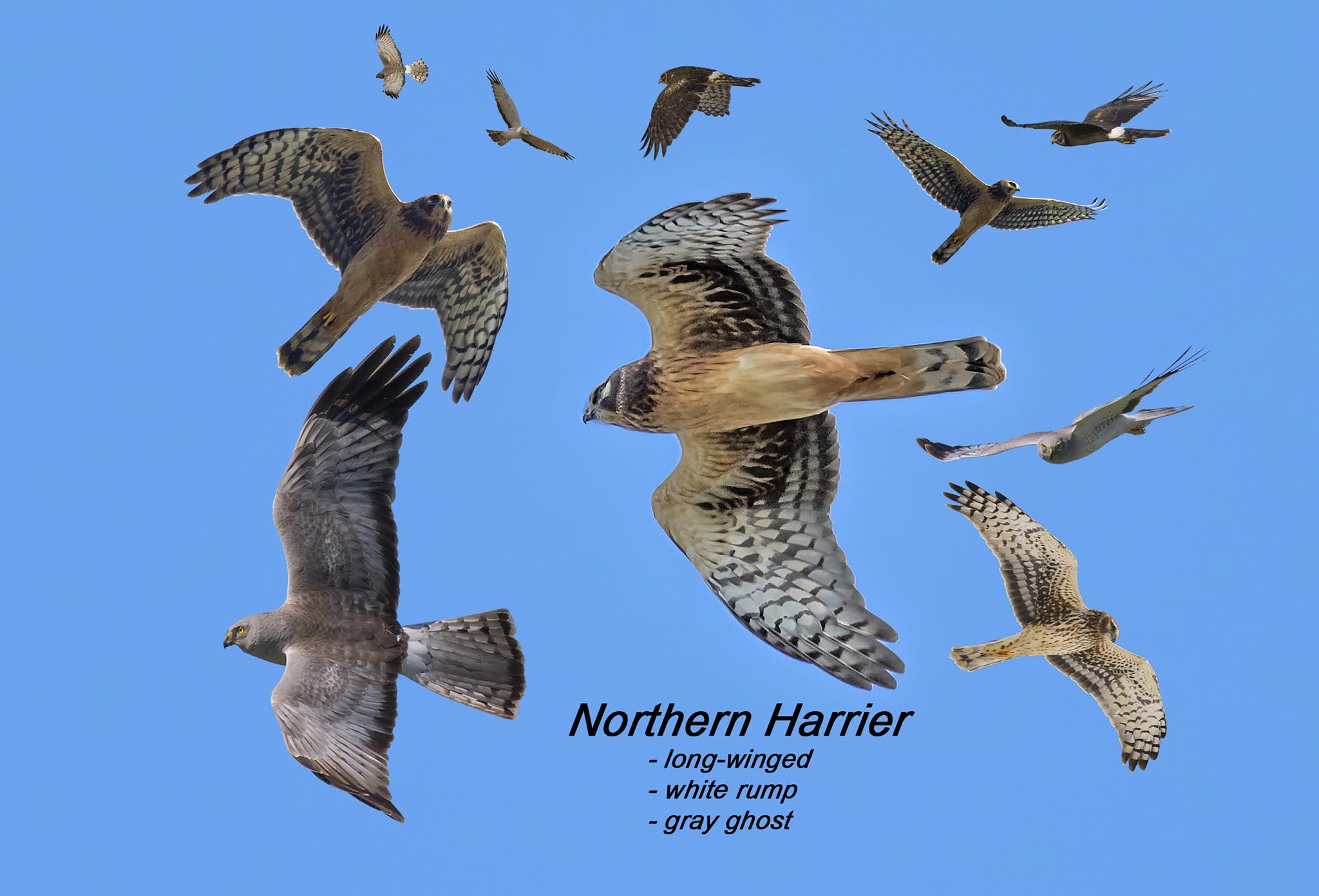 West County Hawkwatch Raptor Research Group : Some new raptor ID ...