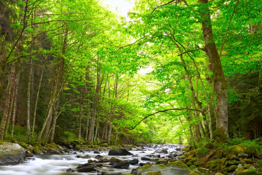 რას ნიშნავს ბუნება