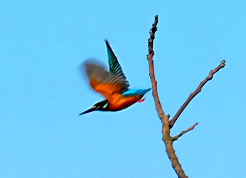Le Thua: Chim chài chài
