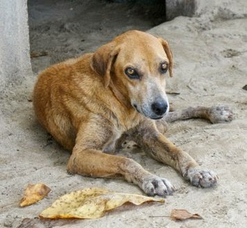 Jamaican Till I Die!: January 2015