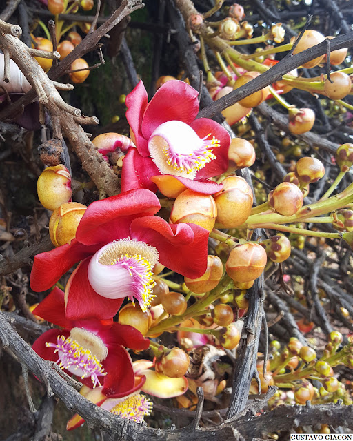 Viveiro Ciprest - Plantas Nativas e Exóticas: Abricó de Macaco ou ...