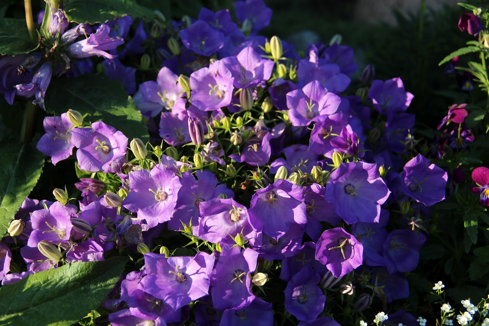 katilėlis /campanula/