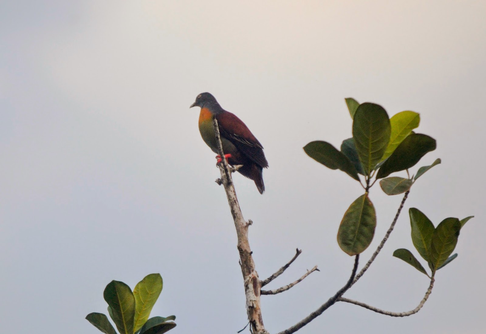 The Kambatik Park, Bintulu.: Male Punai Daun