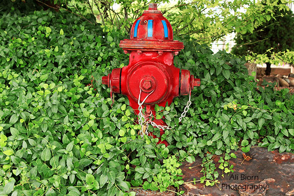Fire Hydrant Overgrown - Ali Biorn Photography