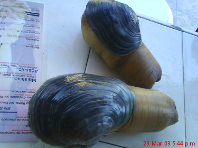 Ilusión de Pescar: Almeja “chiluda”, o Almeja Generosa