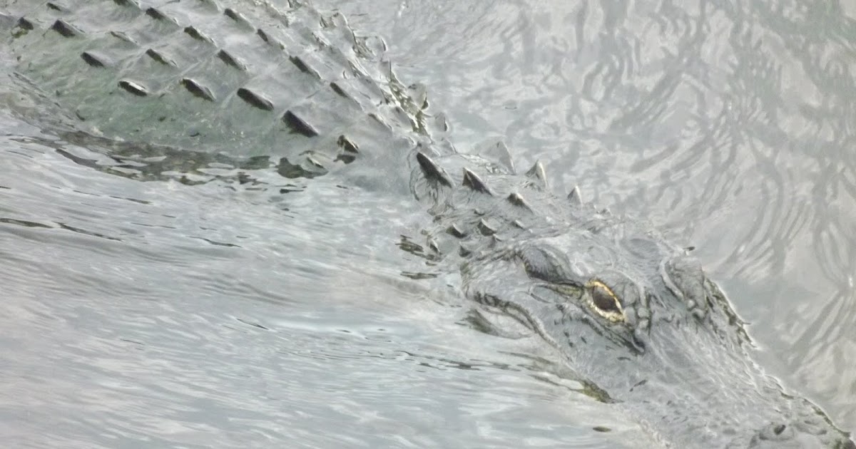 Wild Alligators in Virginia?