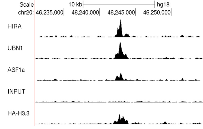 Placing the HIRA Histone Chaperone Complex in the Chromatin Landscape