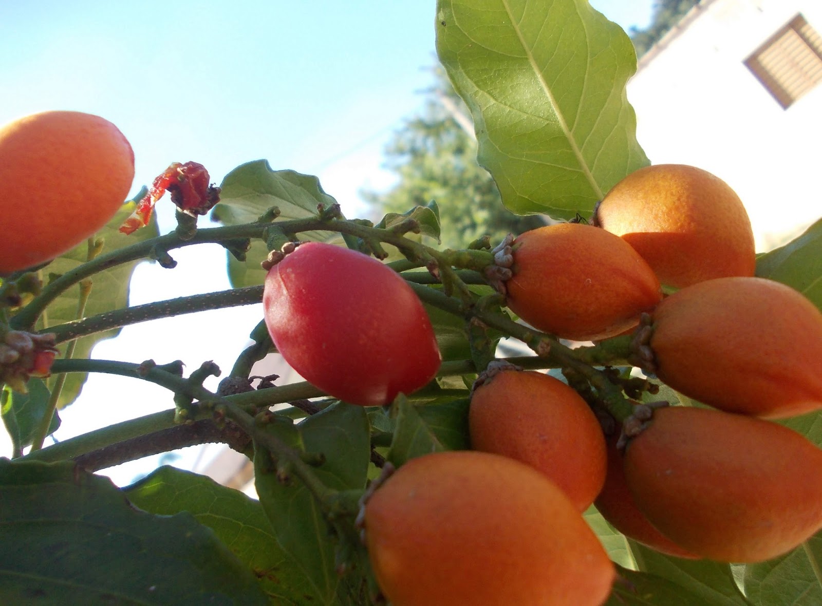 Andanças: Arbusto exótico: Tâmara Espanhola