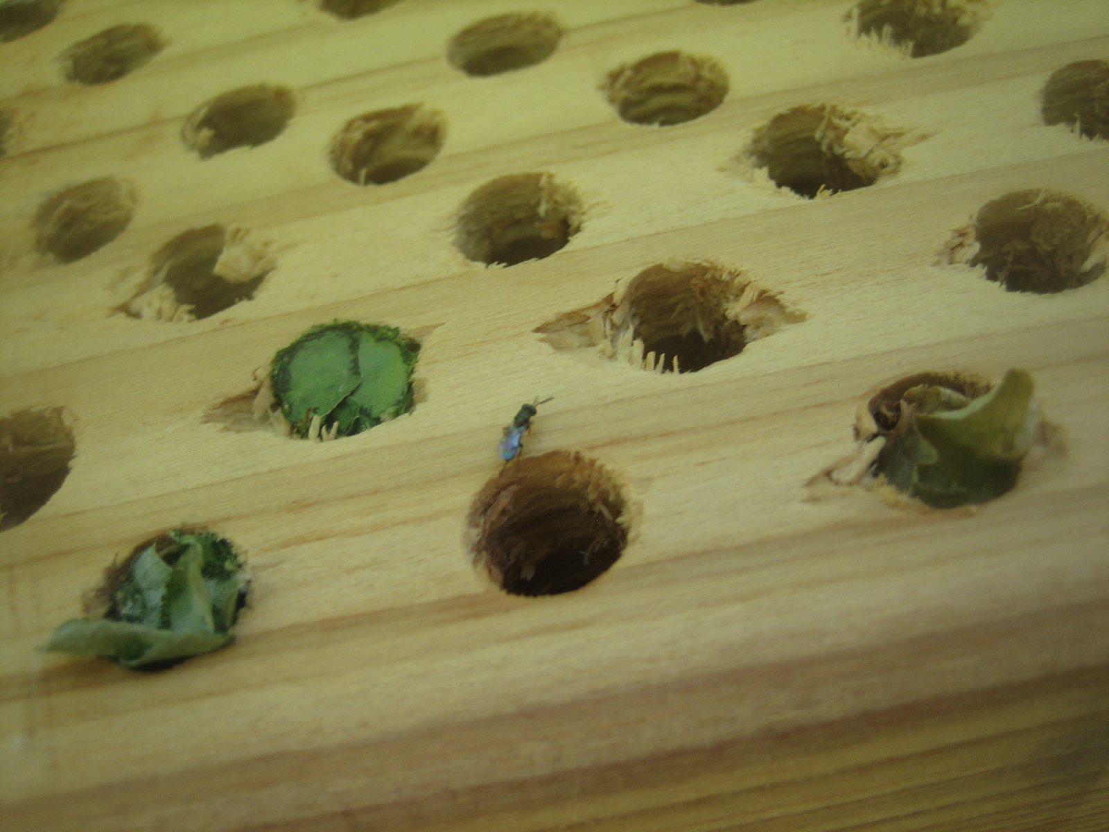 Where the Wild Greens Grow: Solitary Bee Nesting blocks