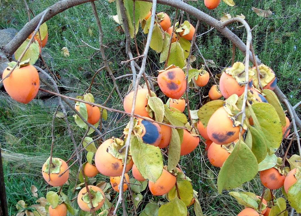 The Adventures of Lolailo: Persimmons