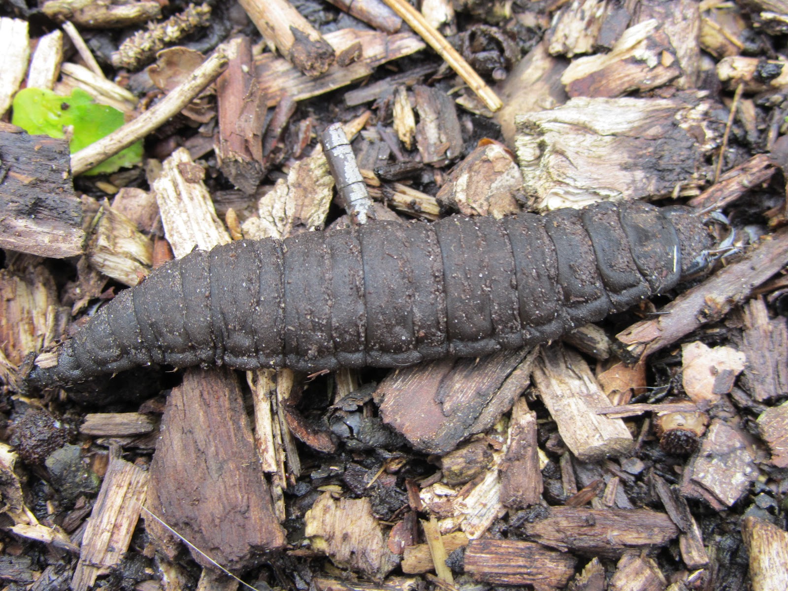 Jan Wilde een Tuin: RUPS OF LARVE?