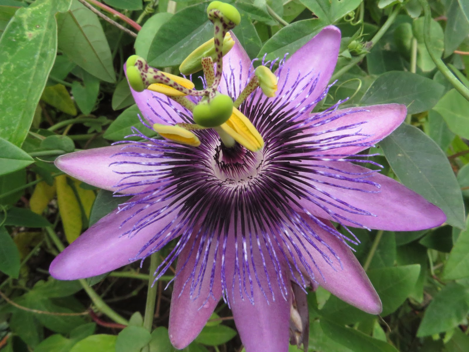 Fall Color at Drake's