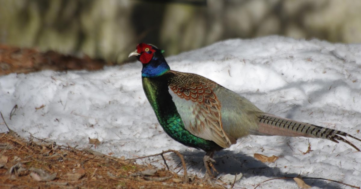 Tierra de pavos, francolines, faisanes y perdices: Faisán verde (Phasianus versicolor)