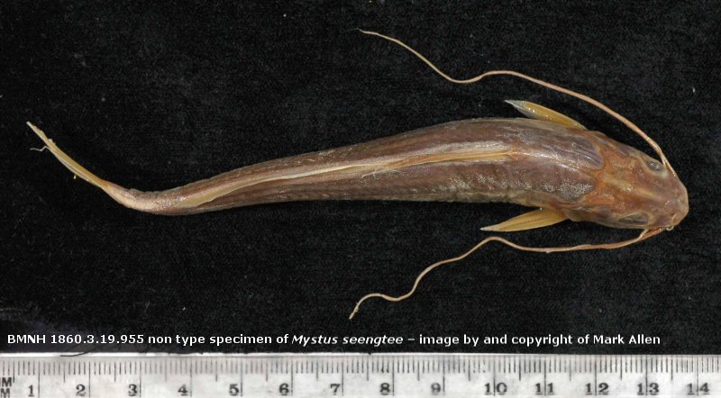 mystus keletius - Yellow catfish - Path ankutta | FRESHWATER FISHES OF ...