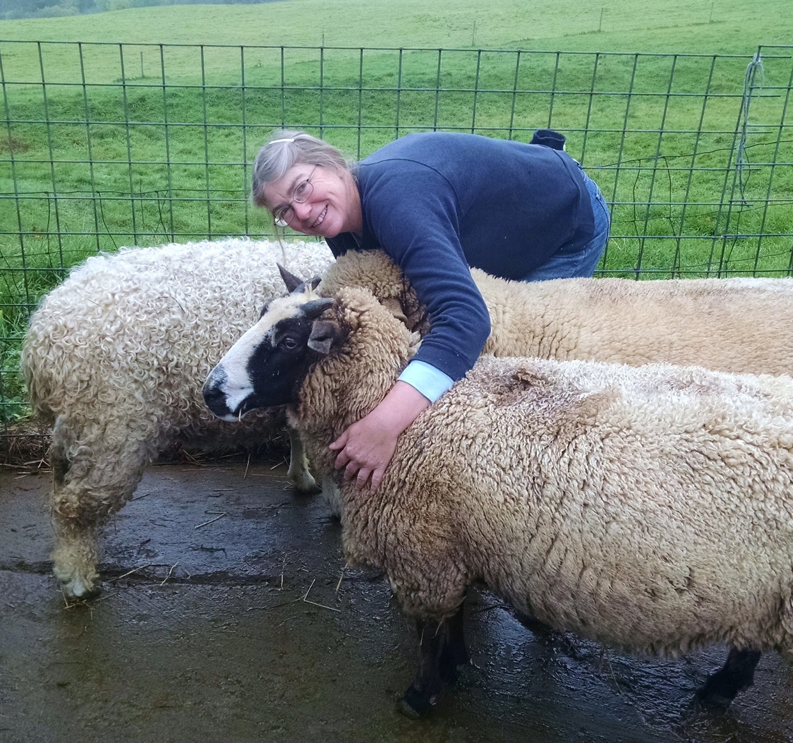 Knee Deep in Sheep: International Hug a Sheep Day!............Was Yesterday