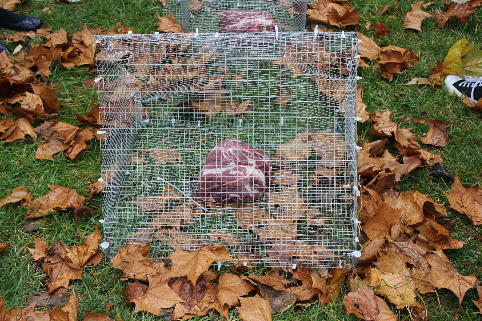 Biological Thinking: Why Are There Cages of Meat in the Outdoor Classroom?