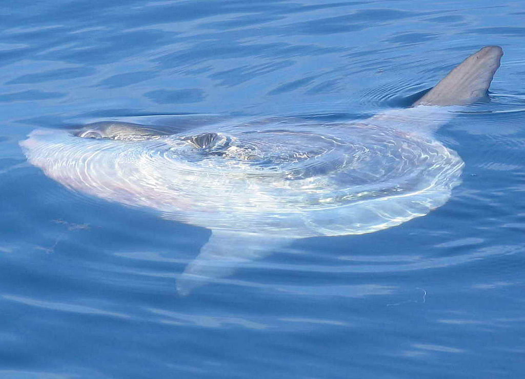 Real Monstrosities: Ocean Sunfish