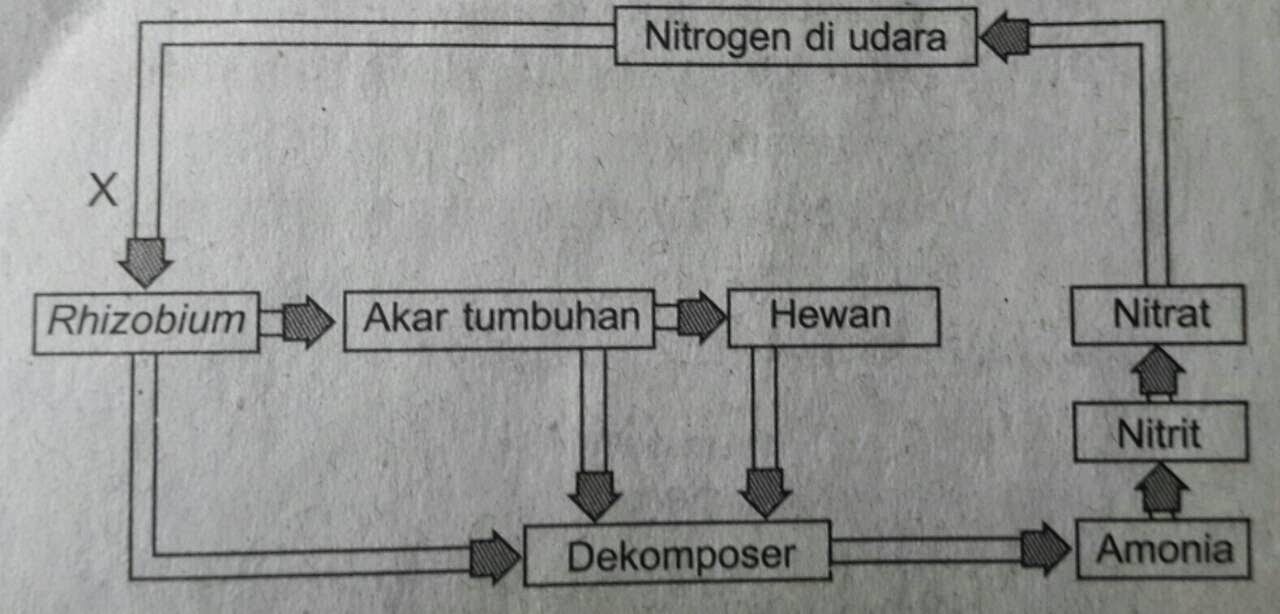 Bionomipa: Indikator 10 : Daur Biogeokimia