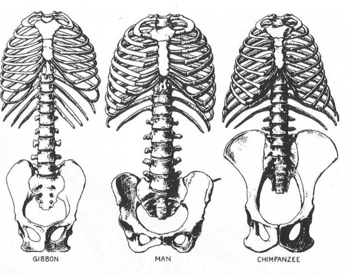 Bipedalism? The spine?