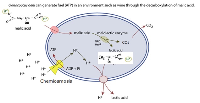 Learn wine with WINE CHEMISTRY: Part 12 - Malolactic Fermentation