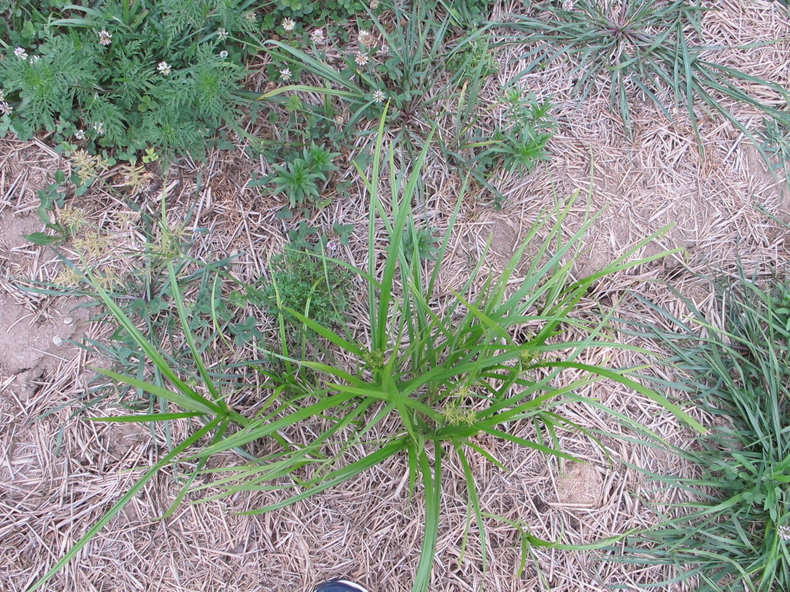 FLORA NEL SALENTO e.. anche altrove: Cyperus esculentus L. - Cyperaceae ...