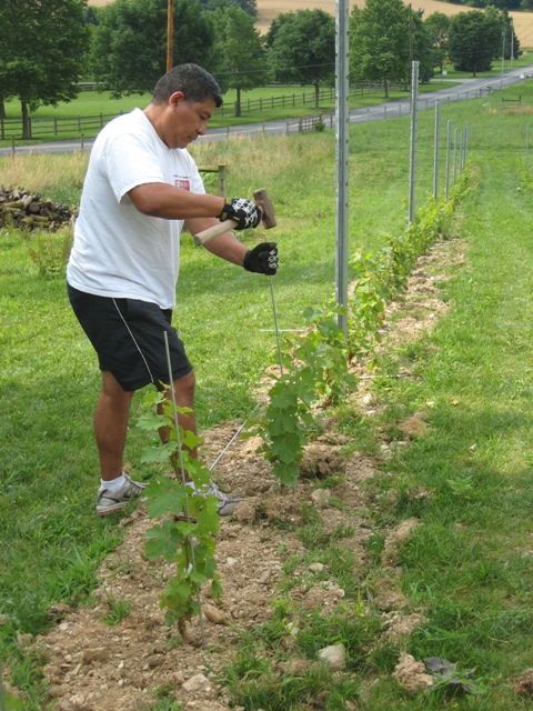 The Vineyard at Grandview: The vineyard gets some tender loving care