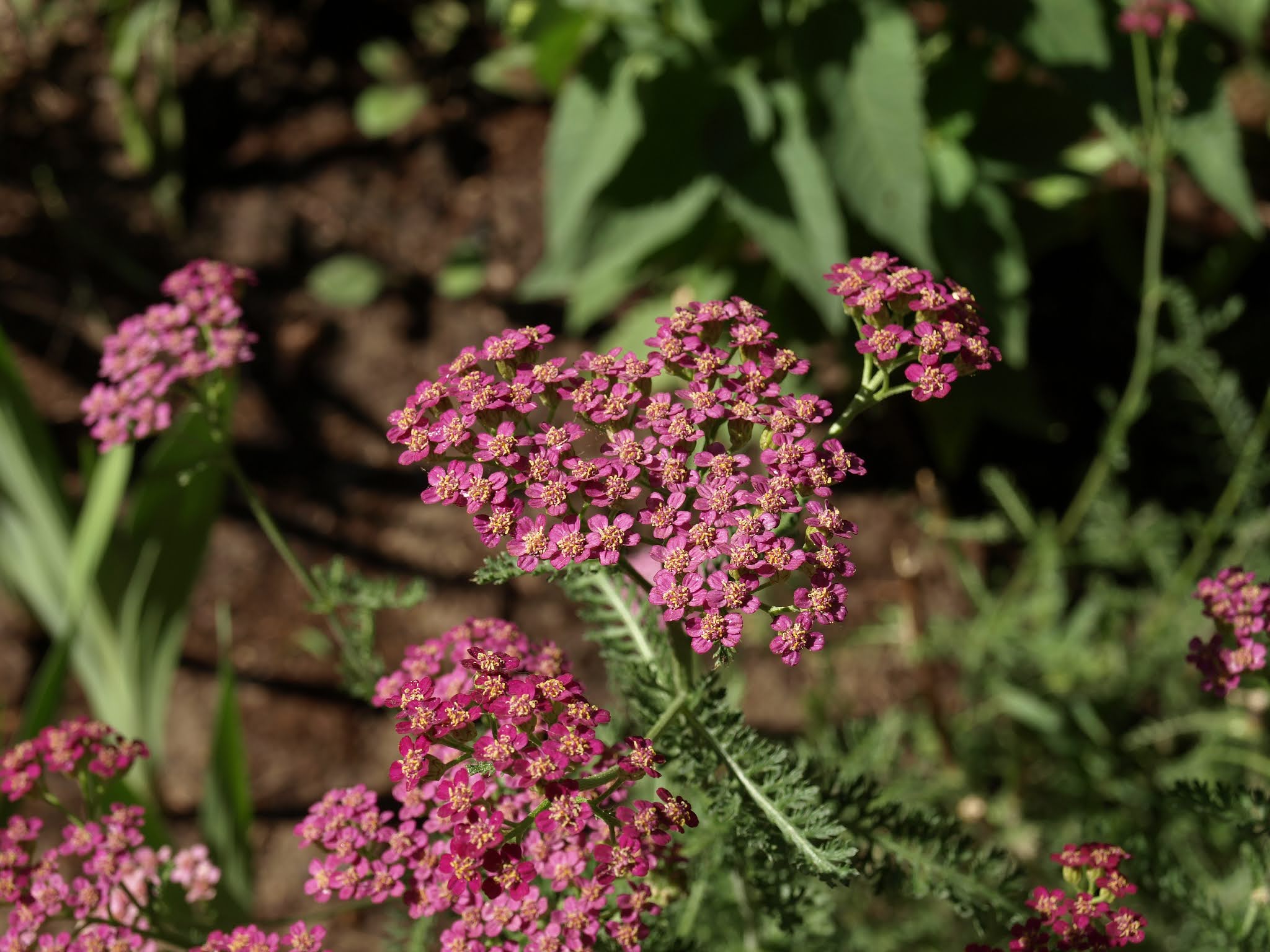 MILLEFOLIUM (Yarrow)
