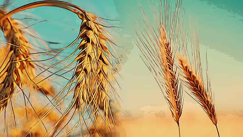 Comunidades Parroquiales de Güímar: ¿Y qué es la cizaña?