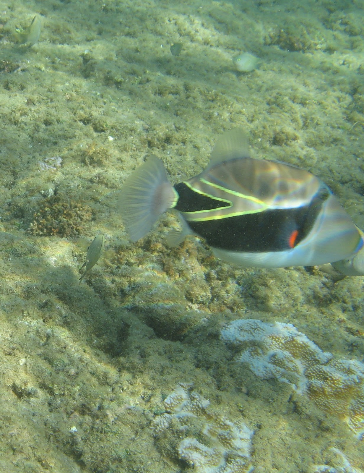 Oahu Snorkeler: Beginning with humuhumunukunukuapua'a pix--what else?