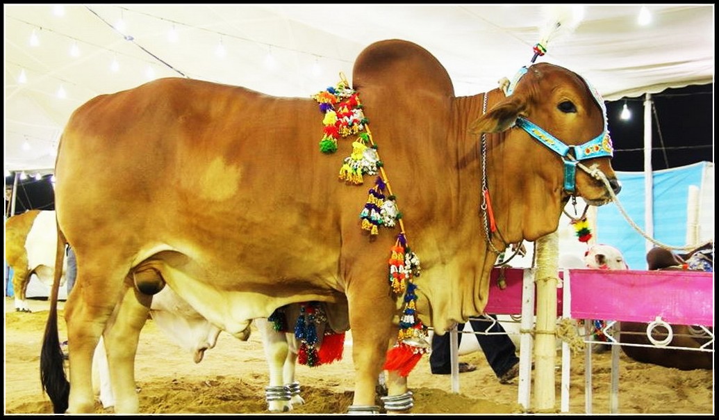 Beautiful Cow Mandi Pakistan 2015 Image - Shehar-e-Karachi | News Islam ...