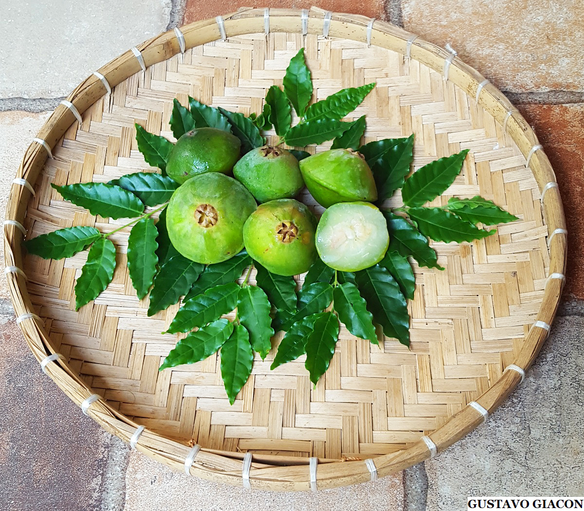 Viveiro Ciprest - Plantas Nativas e Exóticas: Cambuci ( Campomanesia ...