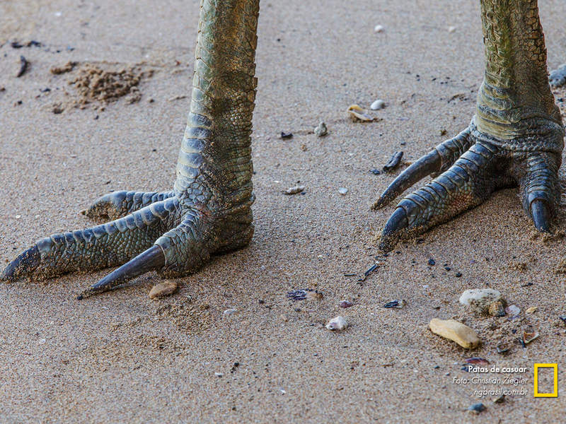 Animais Incríveis: Casuar (Casuarius spp)
