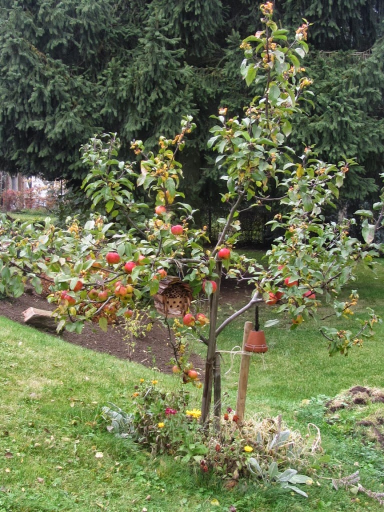 Apfelbaum Topaz - Bergblumengarten