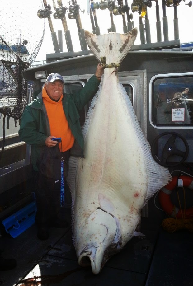 Big Fishes of the World: PACIFIC HALIBUT page 2