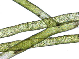 Nuevos tipos de filamentos 3D - Consejos impresoras - Blog Impresoras