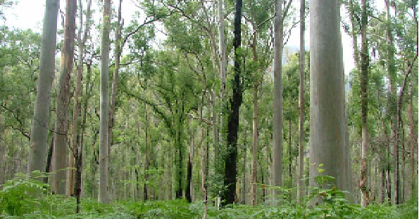 Ciri Khas Hutan Musim Adalah